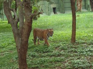 Mysore Zoo | Mysore Zoo History| Mysore Zoo Entry Fee and Timing