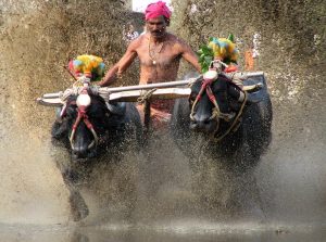 Kambala: Buffalo Race In Mangalore, History And Animal Care